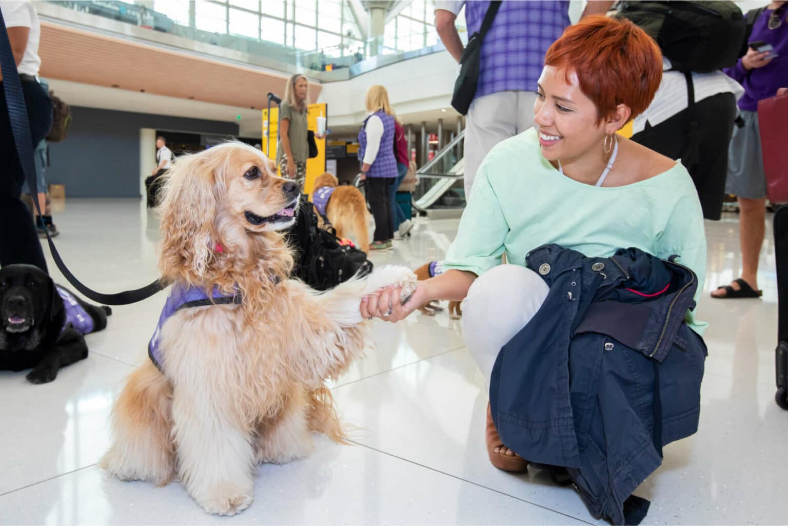 Canine Airport Therapy Squad | Denver International Airport