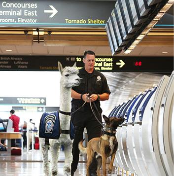 Llama Now Checking Luggage at DEN | Denver International Airport